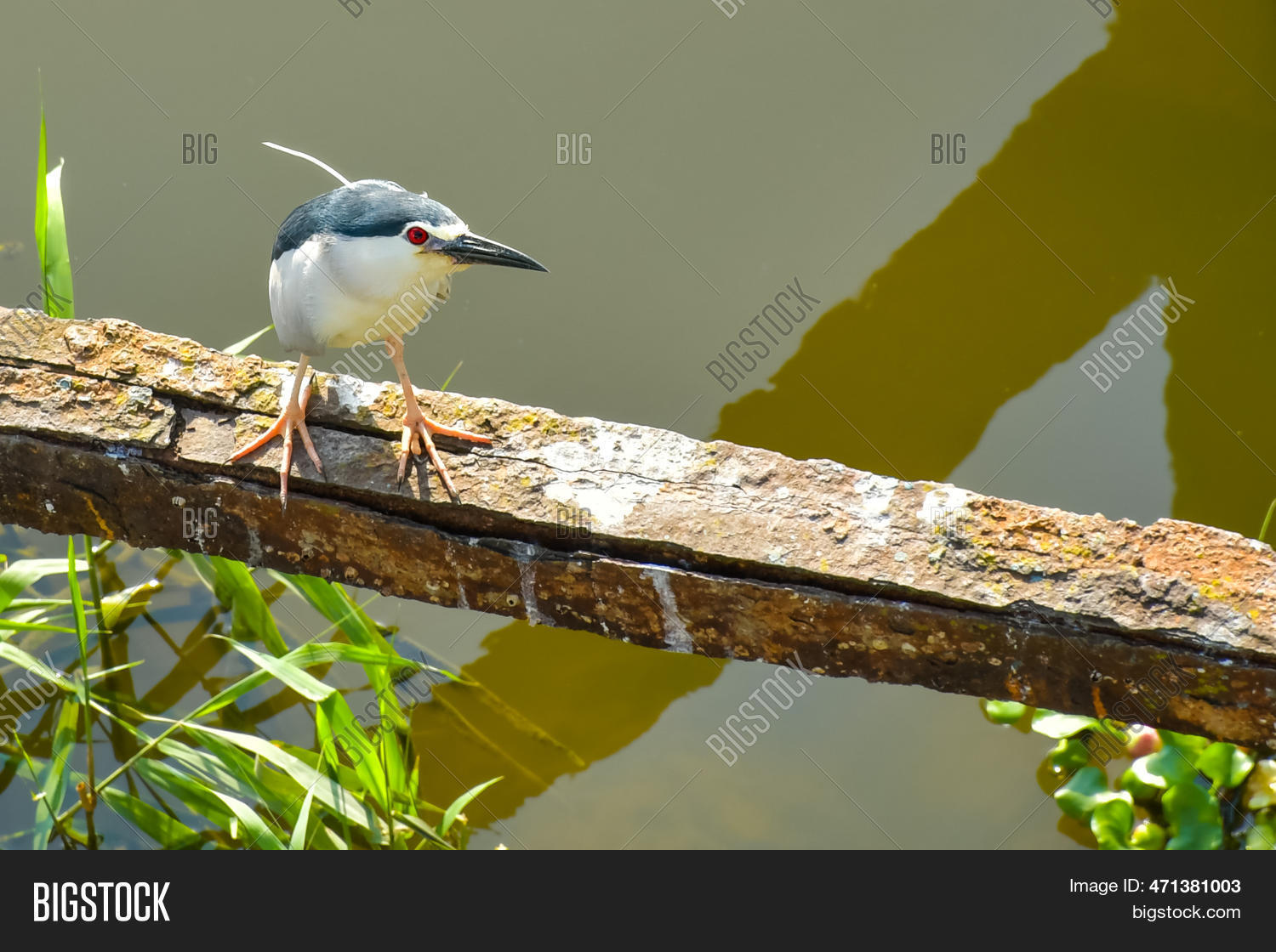 Beautiful Red Eye Bird Image & Photo (Free Trial) | Bigstock