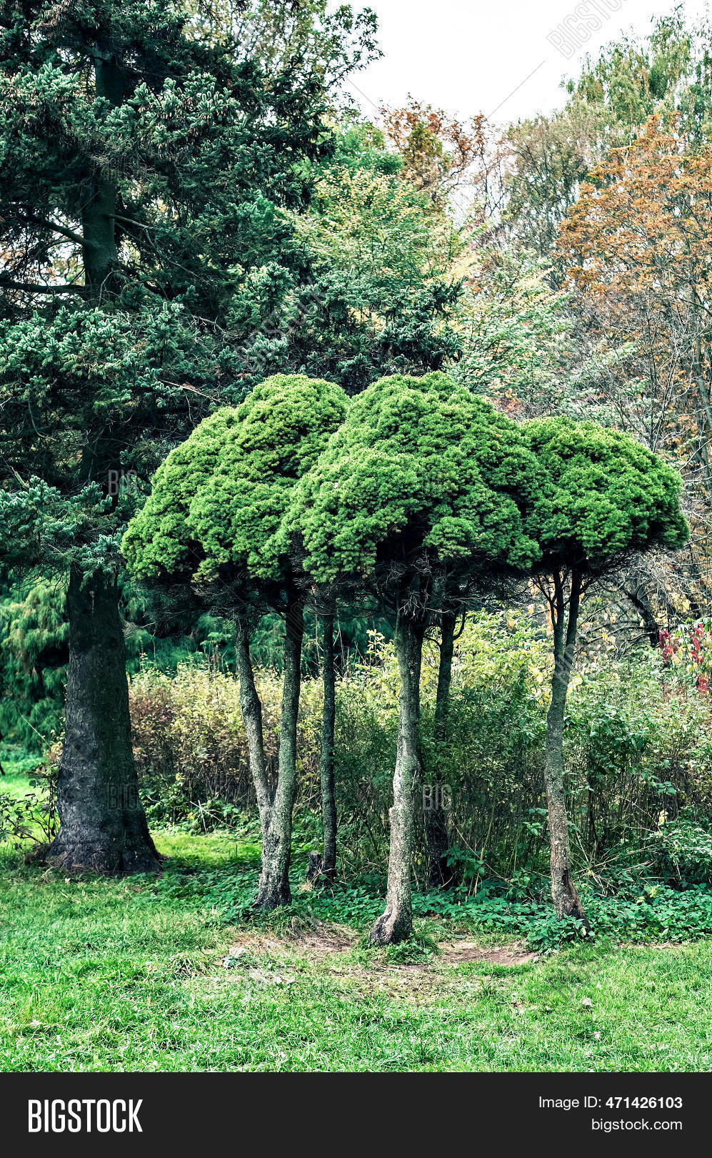 Dwarf Japanese Yew. Image & Photo (Free Trial) | Bigstock