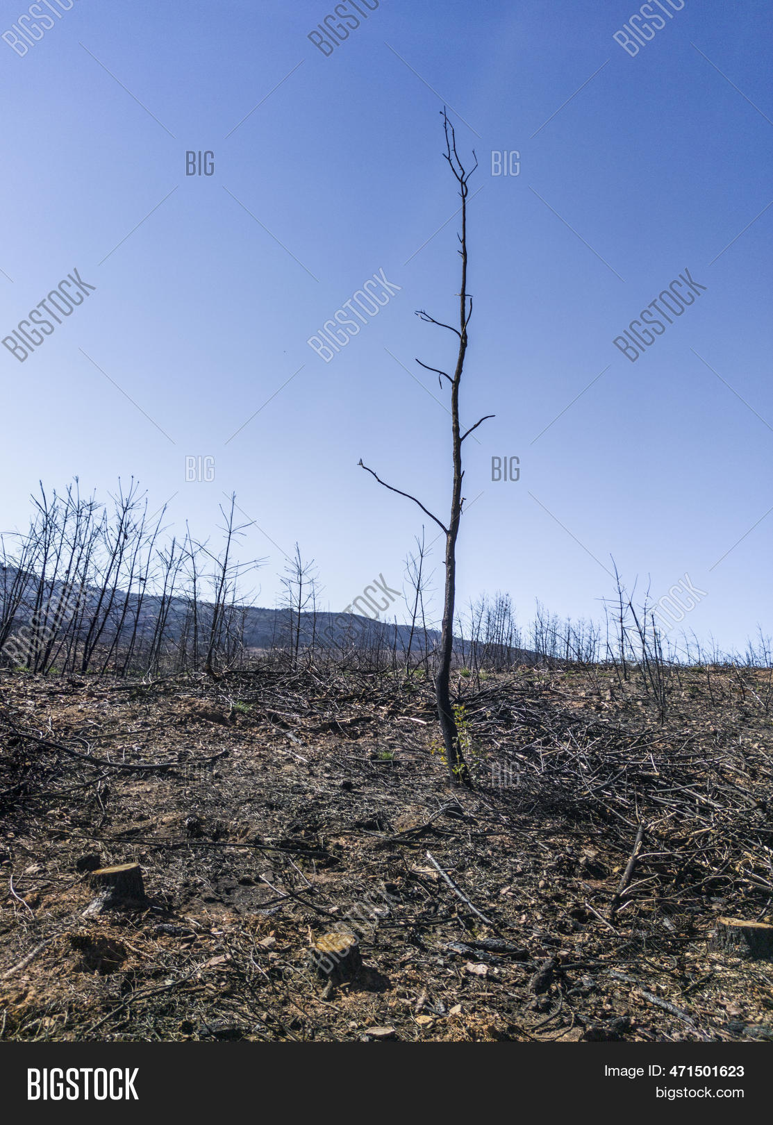 Charred Landscape Some Image & Photo (Free Trial) | Bigstock