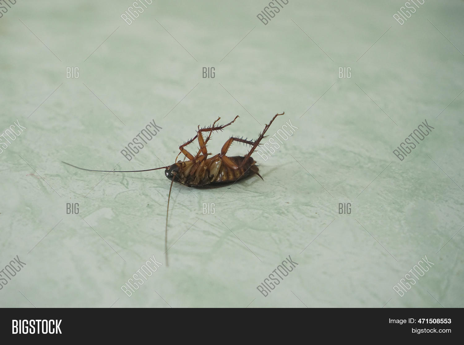 Cockroach Dying After Image & Photo (Free Trial) | Bigstock