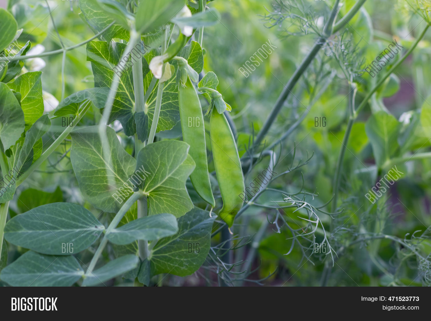 Young Pea Plant Pods Image & Photo (Free Trial) | Bigstock