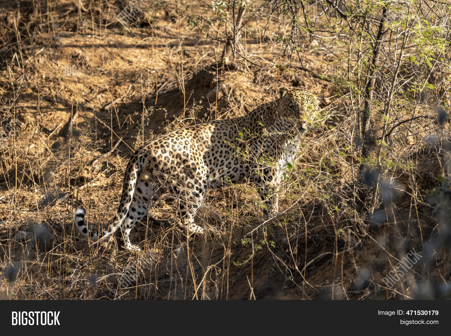 Indian Wild Male Image & Photo (Free Trial) | Bigstock