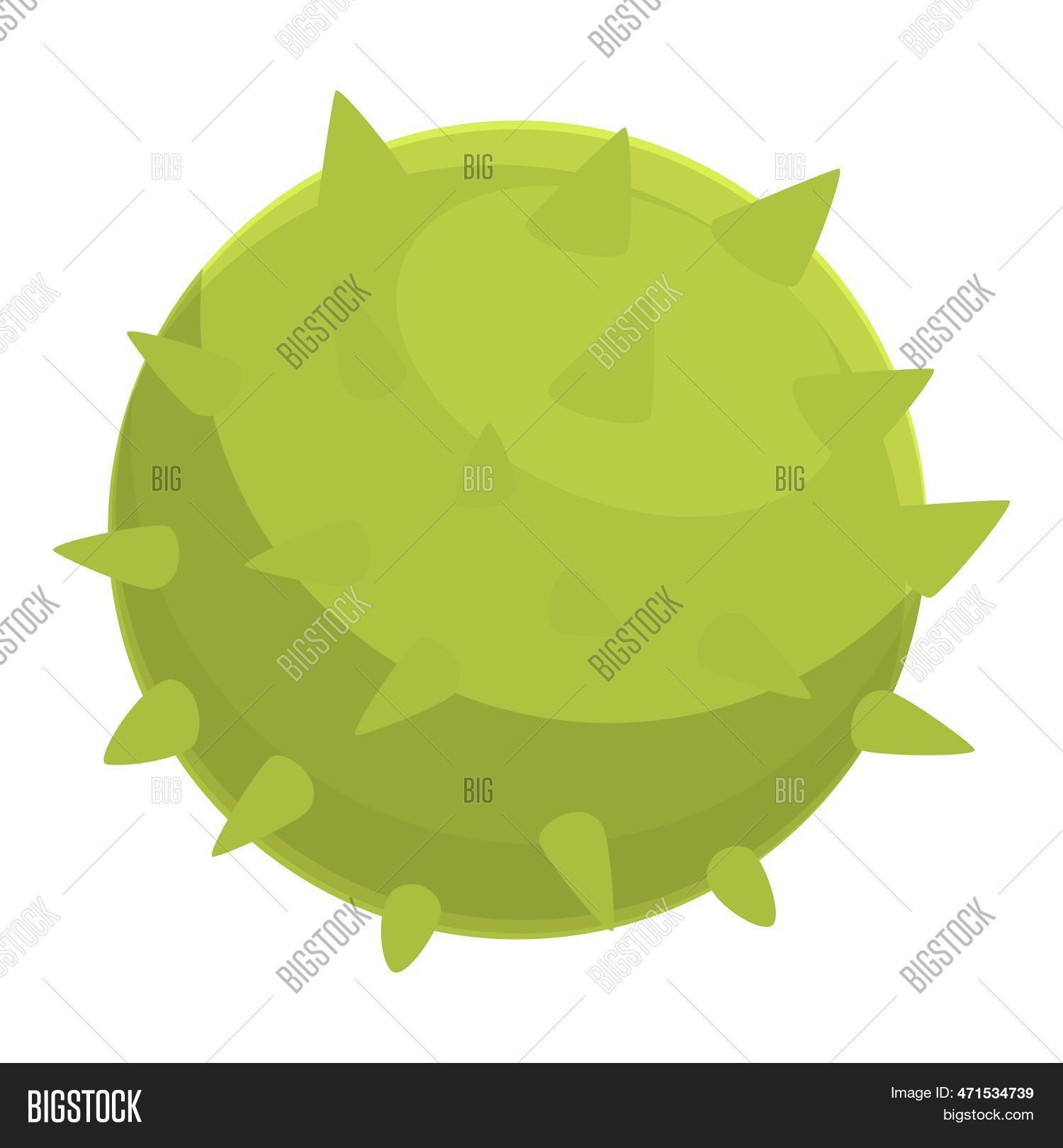 Whole Green Chestnut Image & Photo (Free Trial) | Bigstock