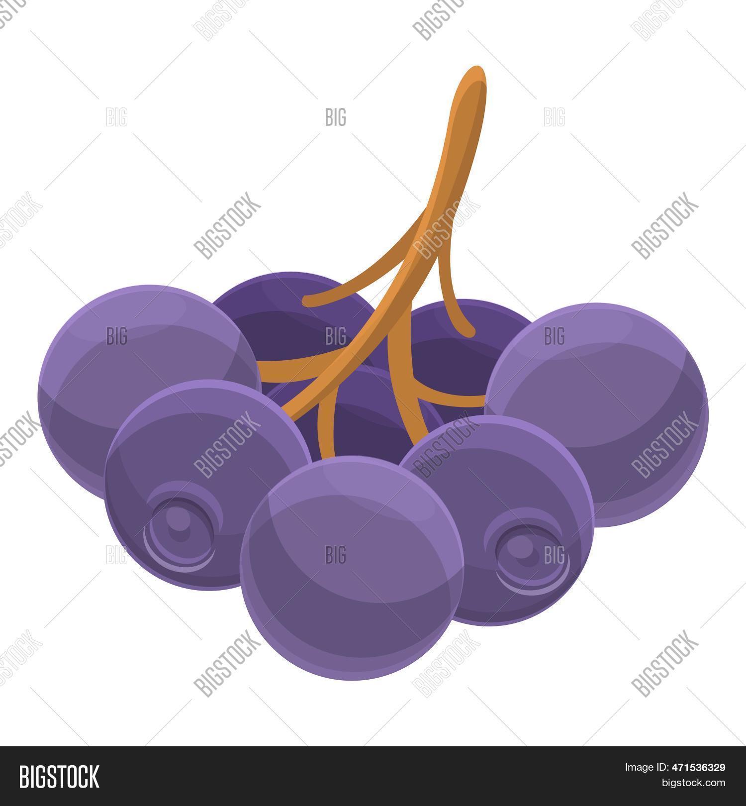 Eco Elderberry Icon. Image & Photo (Free Trial) | Bigstock