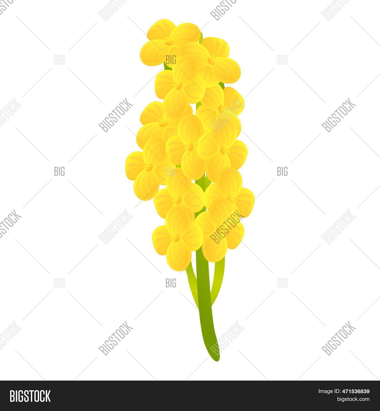 Canola Bio Plant Icon Image & Photo (Free Trial) | Bigstock