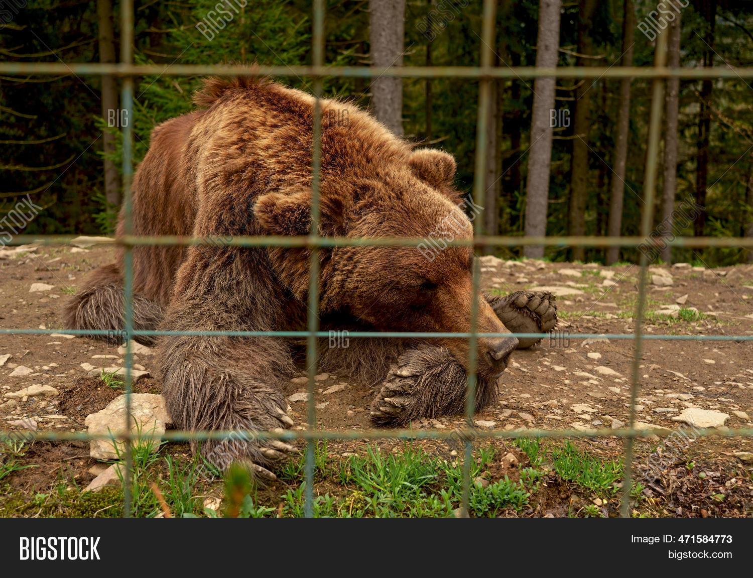 Big Sad Brown Bear Image & Photo (Free Trial) | Bigstock