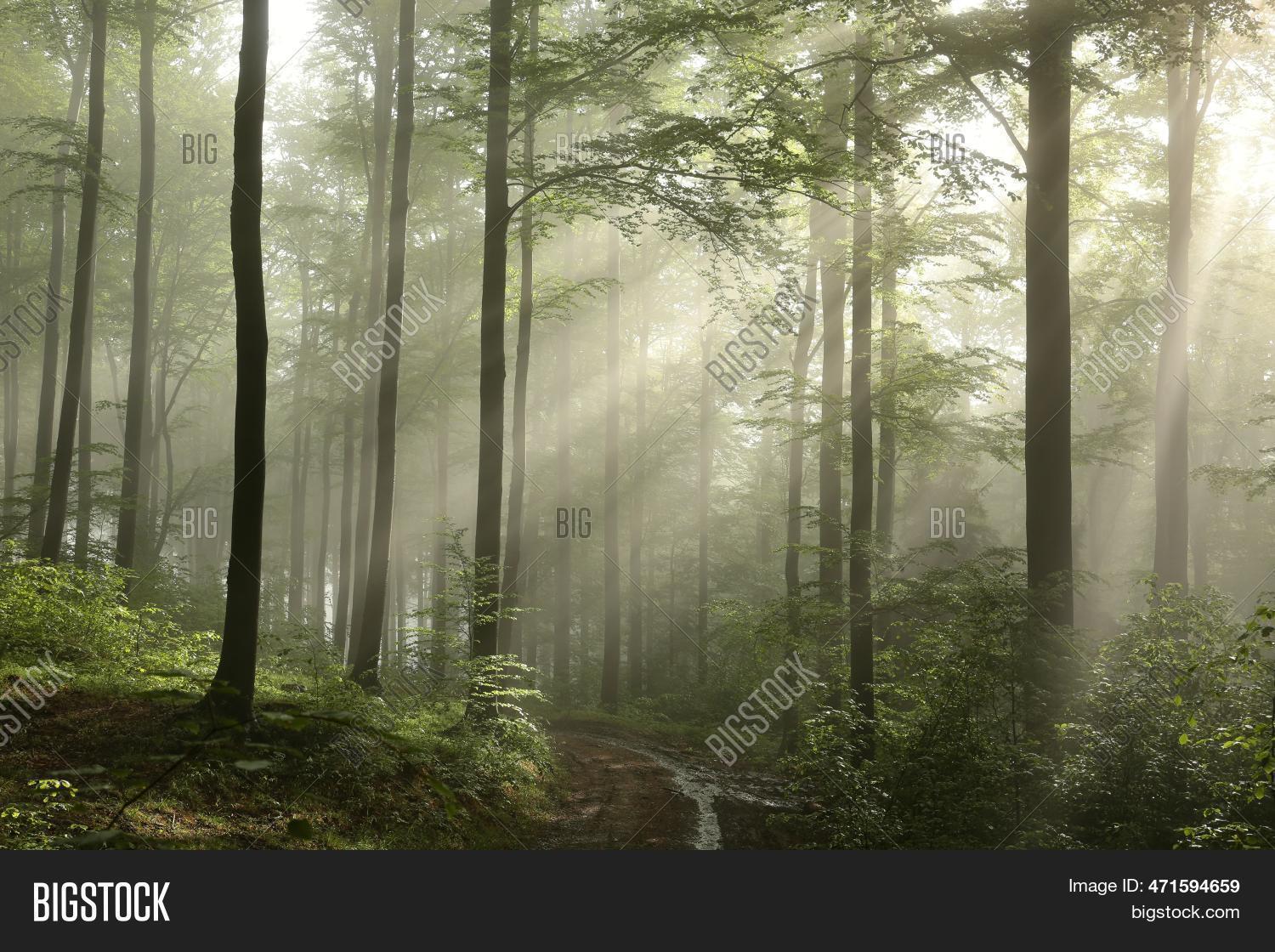 Spring Forest Sunrise Image & Photo (Free Trial) | Bigstock