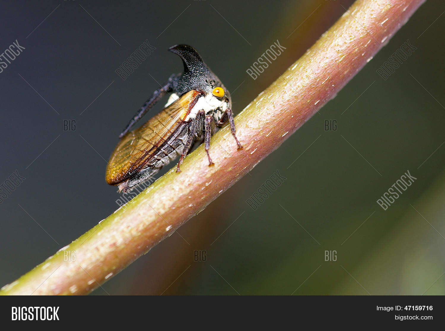 Thorn Mimic Treehopper Image & Photo (Free Trial) | Bigstock