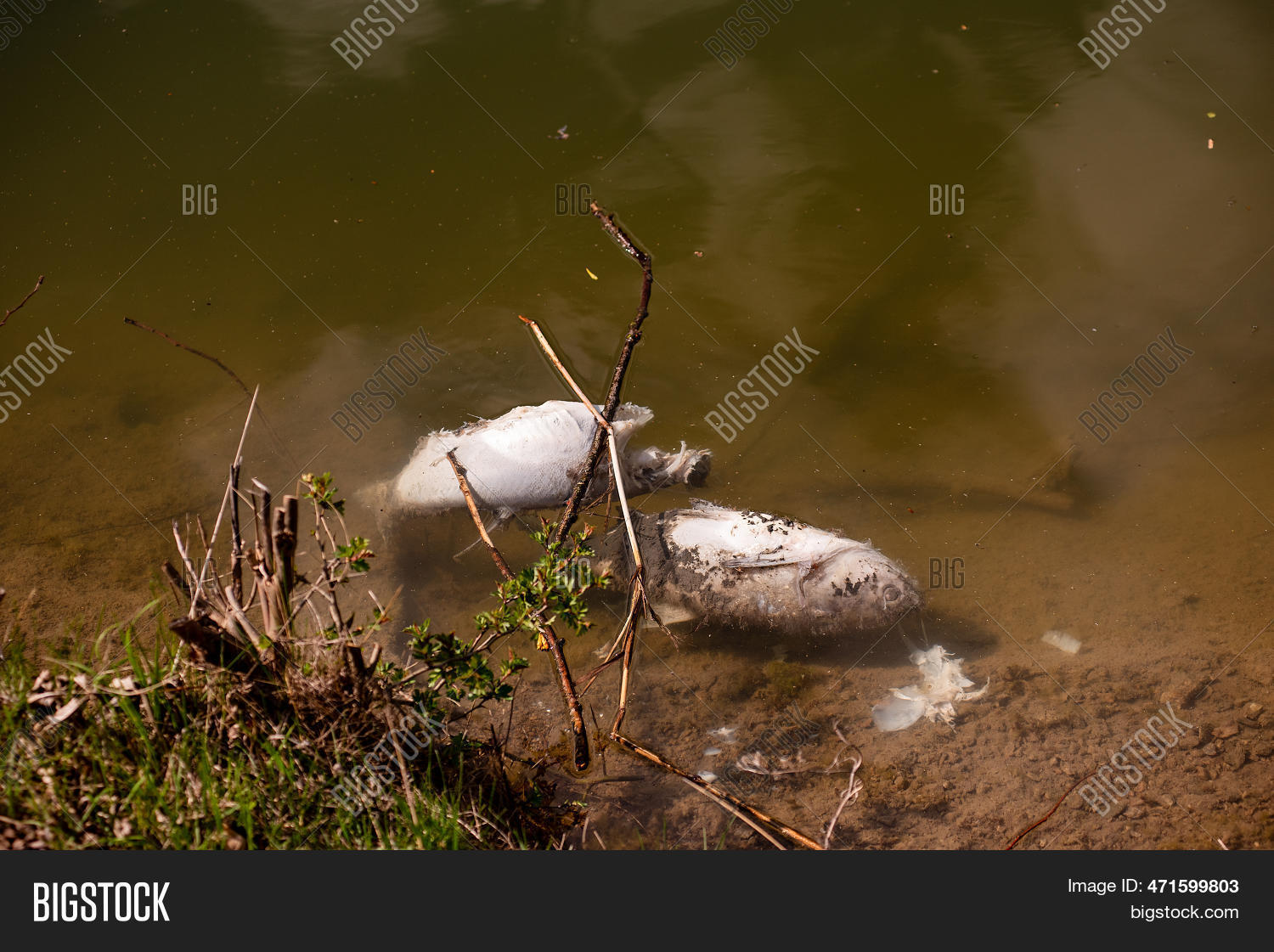 Dead Fish Swim Water Image & Photo (Free Trial) | Bigstock