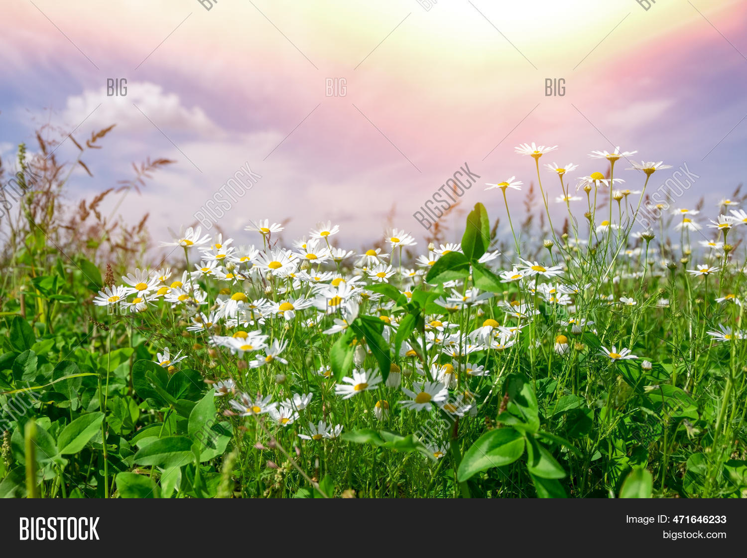 Beautiful Meadow Image & Photo (Free Trial) | Bigstock