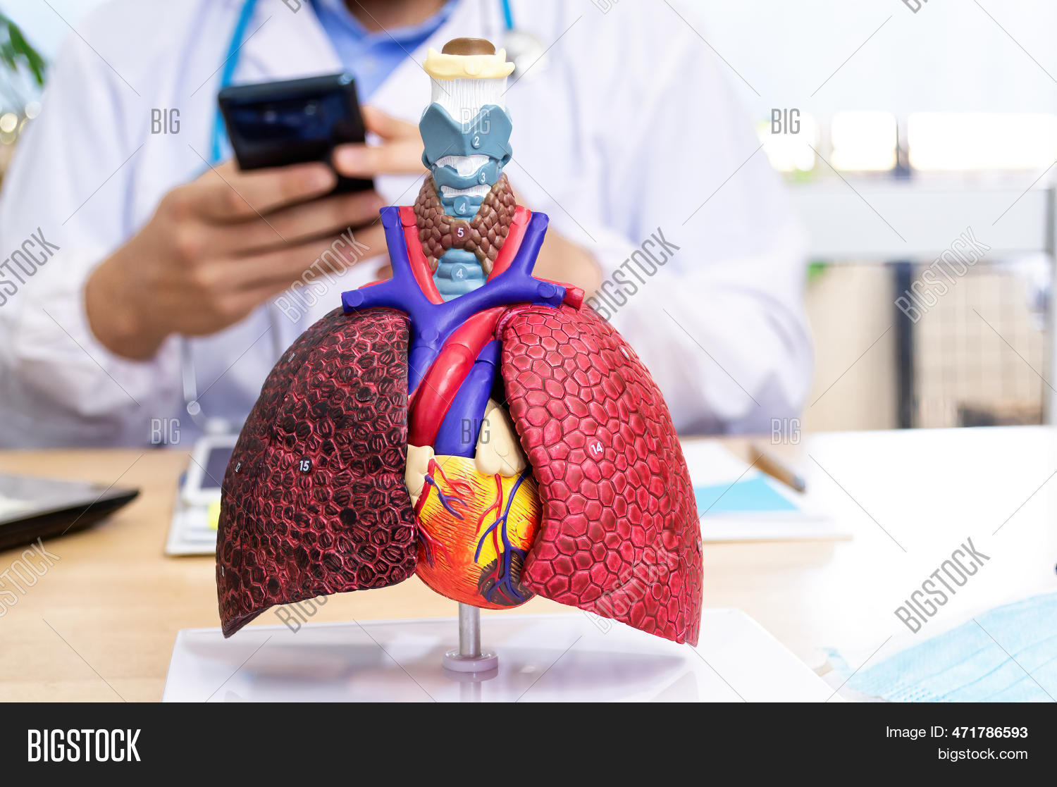 Human Respiratory Image & Photo (Free Trial) | Bigstock