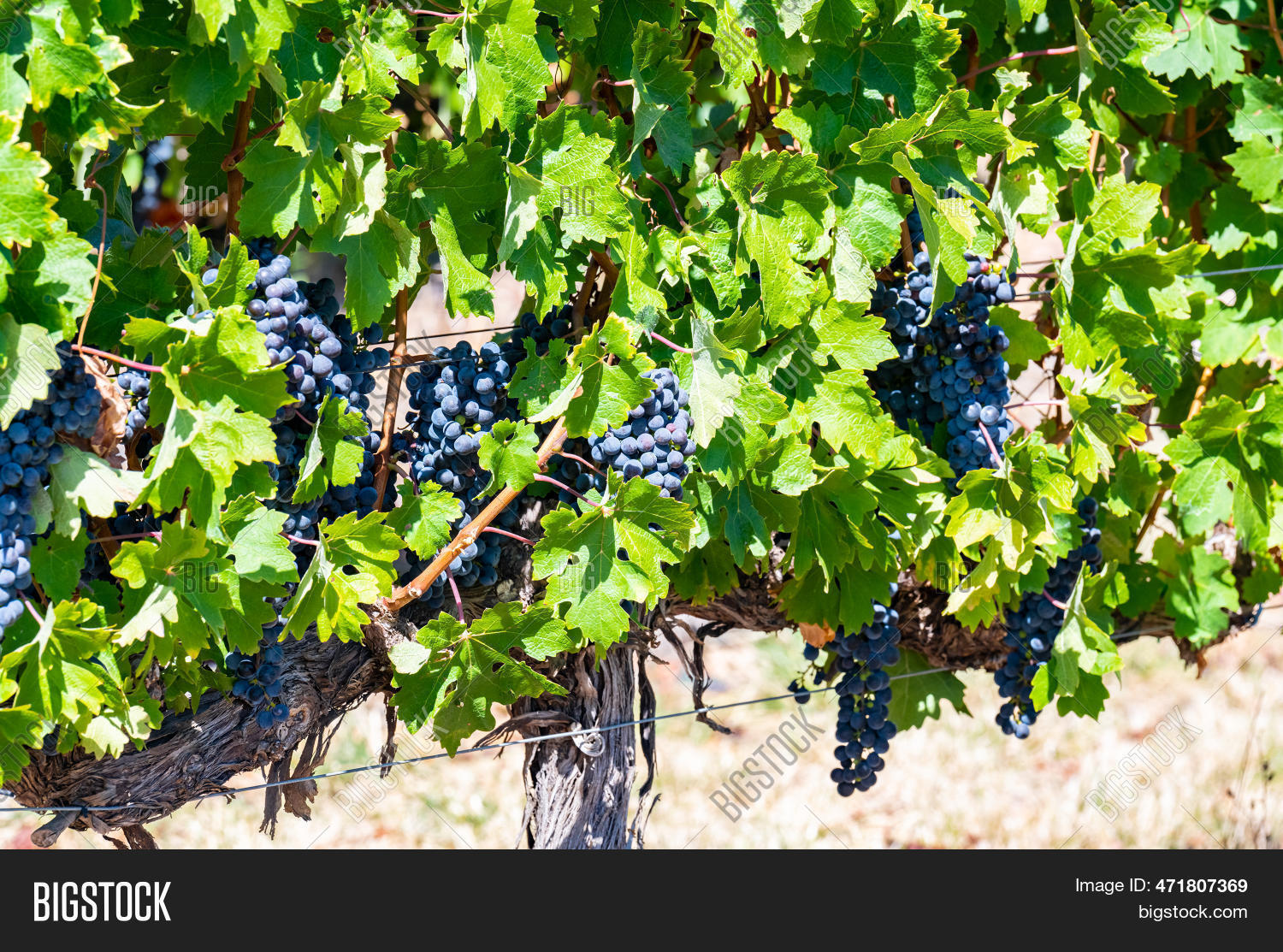 Grape Variety Pinotage Image & Photo (Free Trial) | Bigstock