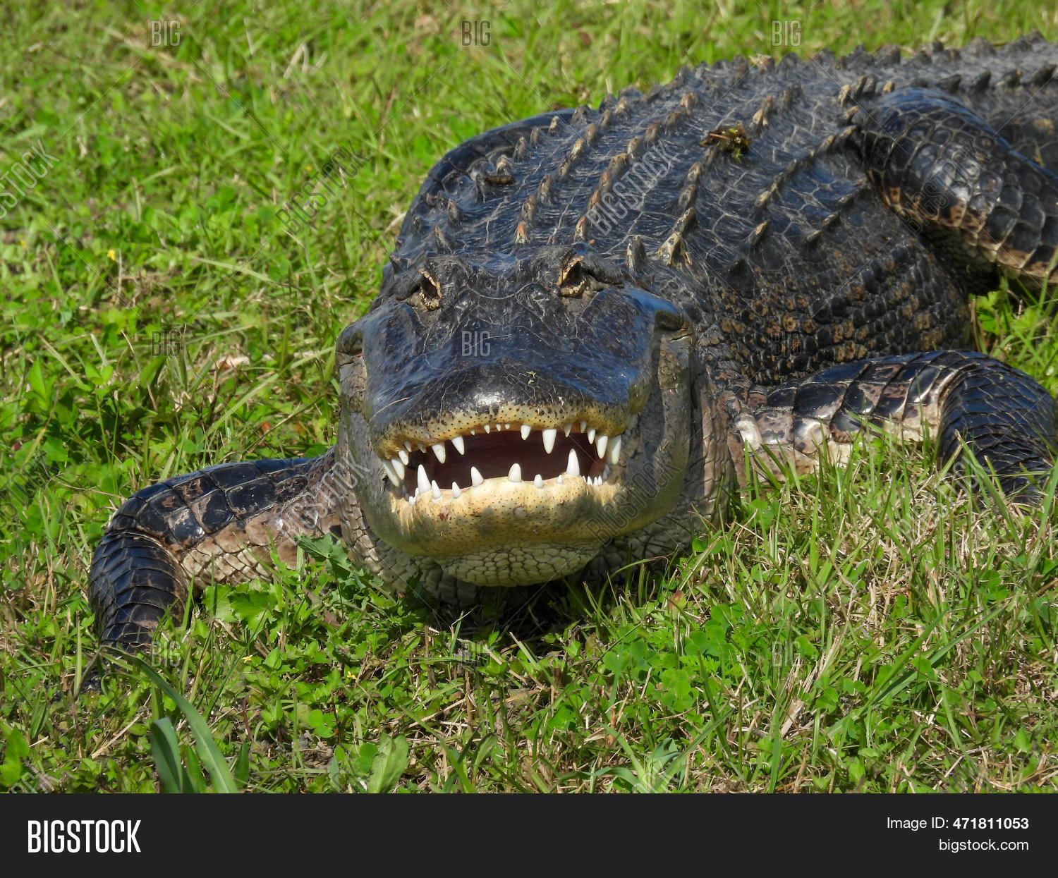 Alligator Toothy Grin Image & Photo (Free Trial) | Bigstock