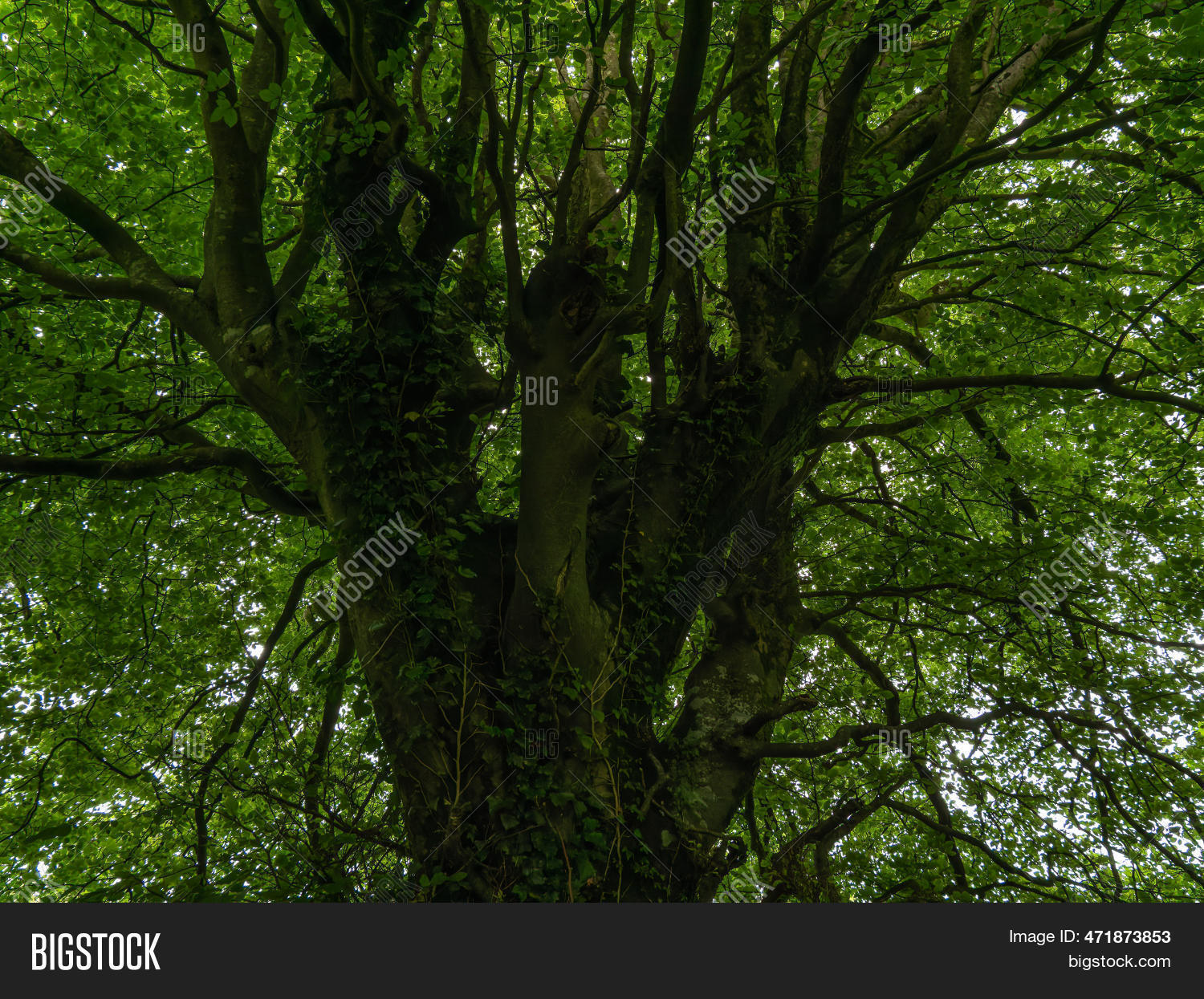 Beautiful Branching Image & Photo (Free Trial) | Bigstock