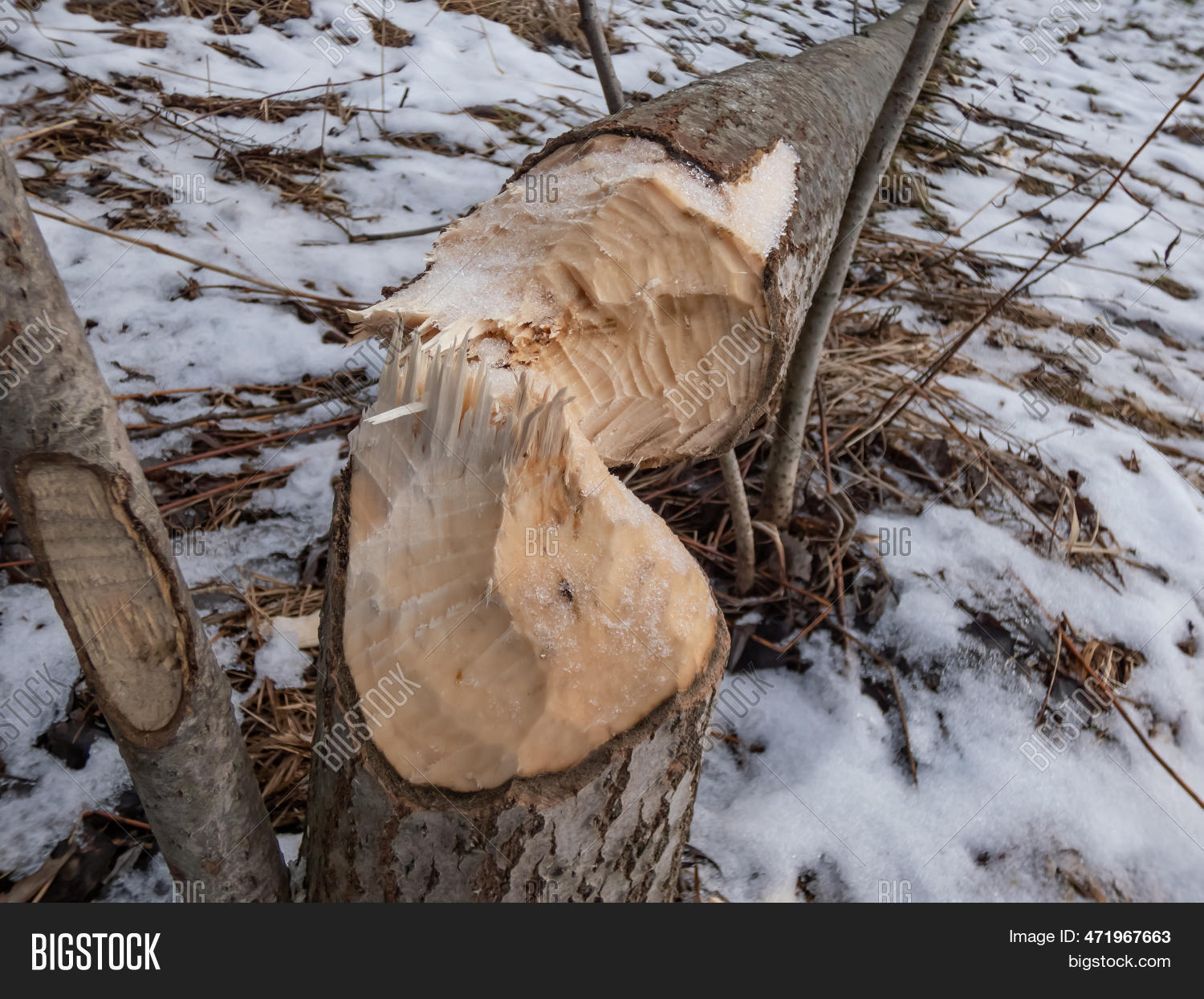Big Tree Trunk Beaver Image & Photo (Free Trial) | Bigstock