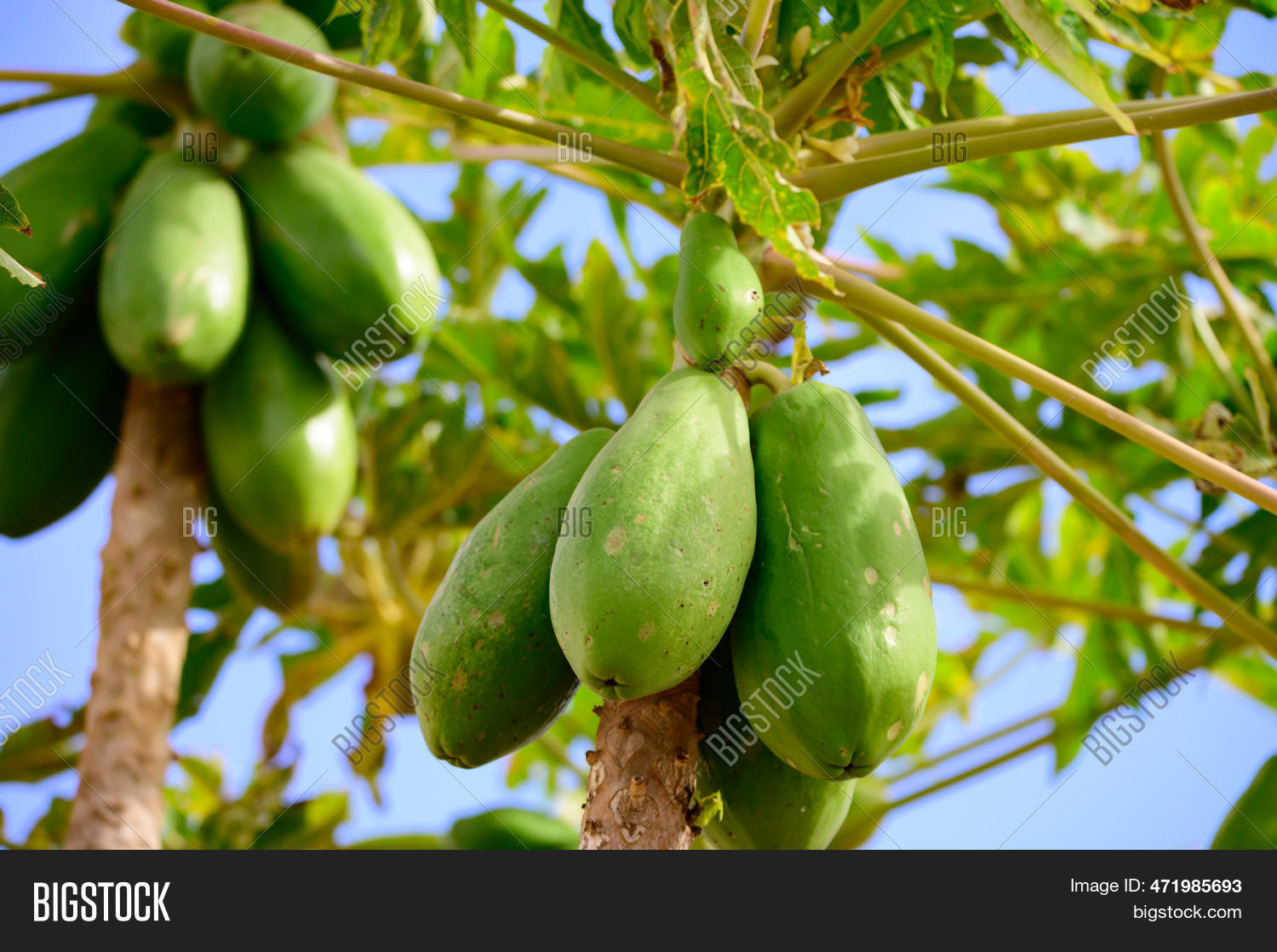 Tropical Green Papaya Image & Photo (Free Trial) | Bigstock