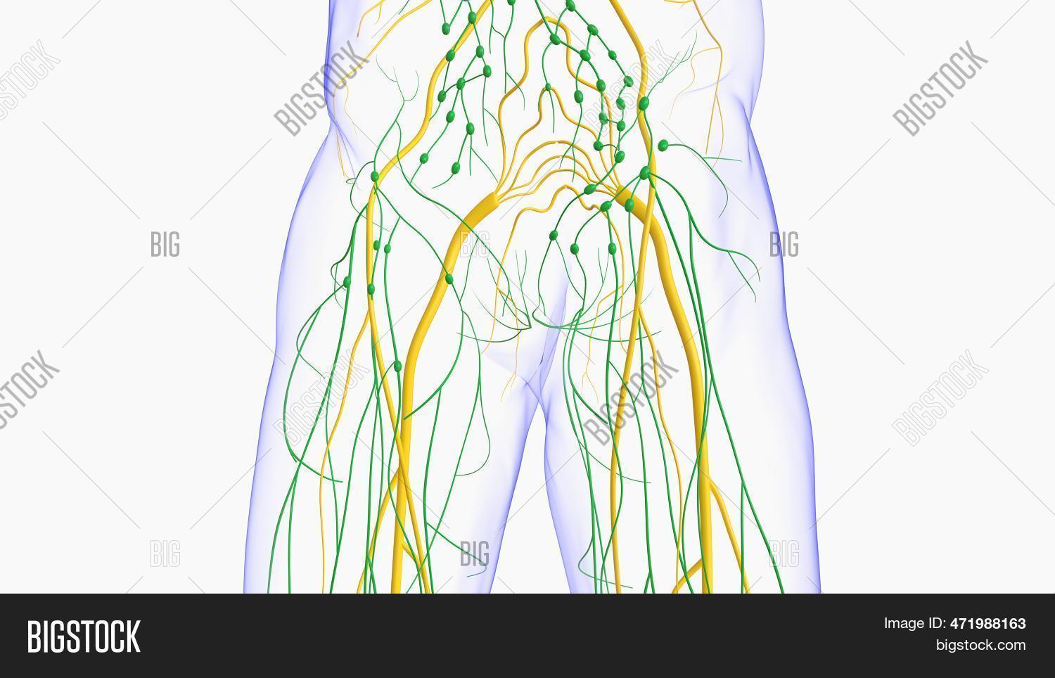 Human Lymph Nodes Image & Photo (Free Trial) | Bigstock