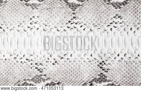 Black White Snake Skin Image & Photo (Free Trial) | Bigstock