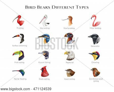 Bird Beaks Different Image & Photo (Free Trial) | Bigstock