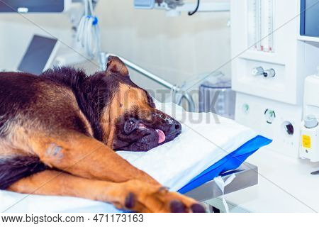 Dog Under Anesthesia Image & Photo (Free Trial) | Bigstock