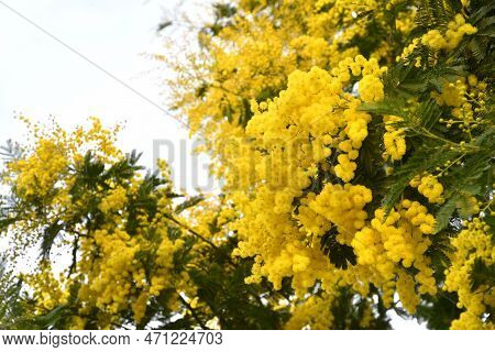 Flowering Mimosa Tree Image & Photo (Free Trial) | Bigstock