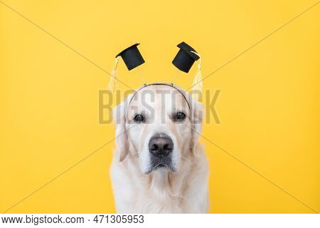 Dog Graduate Costume. Image & Photo (Free Trial) | Bigstock