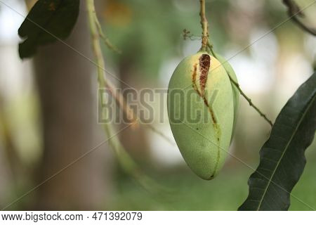 Imagen y foto Rotten Mango On (prueba gratis) | Bigstock
