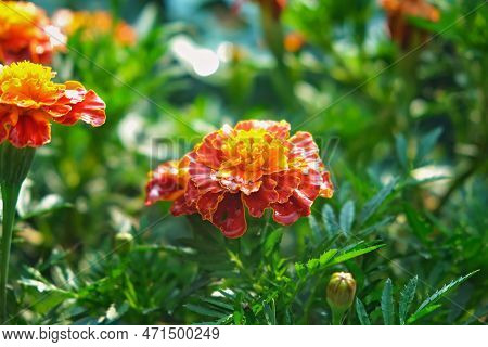 Flores Aztecas Images, Illustrations & Vectors (Free) - Bigstock