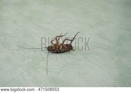 Cockroach Dying After Image & Photo (Free Trial) | Bigstock