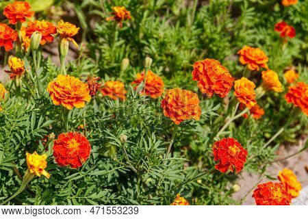 Flores Aztecas Images, Illustrations & Vectors (Free) - Bigstock