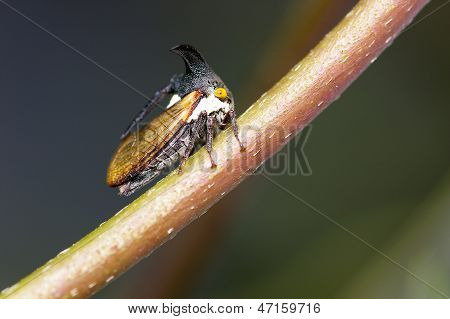 Thorn Mimic Treehopper Image & Photo (Free Trial) | Bigstock