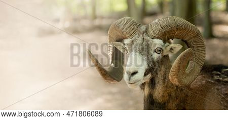 Ram Animal Head Side View