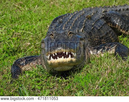 Alligator Toothy Grin Image & Photo (Free Trial) | Bigstock