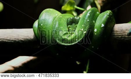 Green Tree Python On Image & Photo (Free Trial) | Bigstock