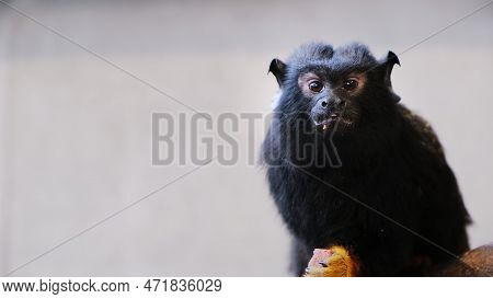 Red-handed Tamarin Image & Photo (Free Trial) | Bigstock