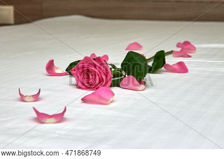 Disheveled Rose Lying Image & Photo (Free Trial) | Bigstock