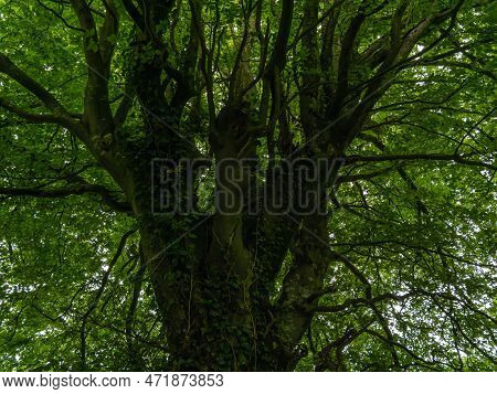 Beautiful Branching Image & Photo (Free Trial) | Bigstock