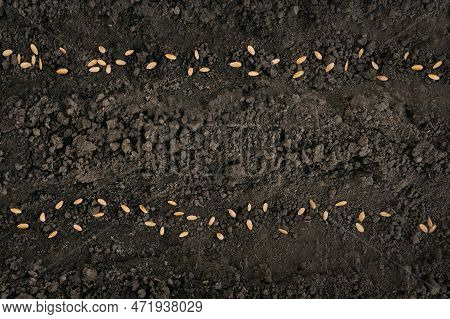 Two Rows Seed Sowing Image & Photo (Free Trial) | Bigstock