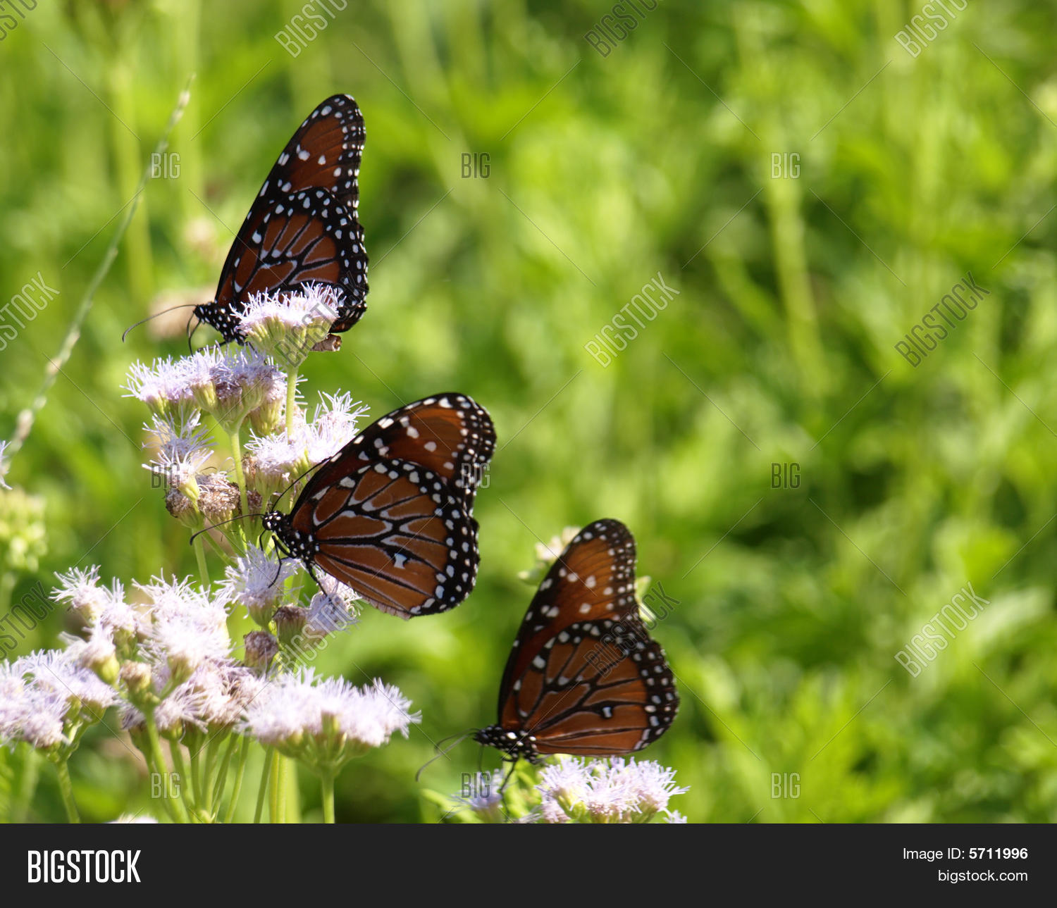 Butterfly Trio Image & Photo (Free Trial) | Bigstock