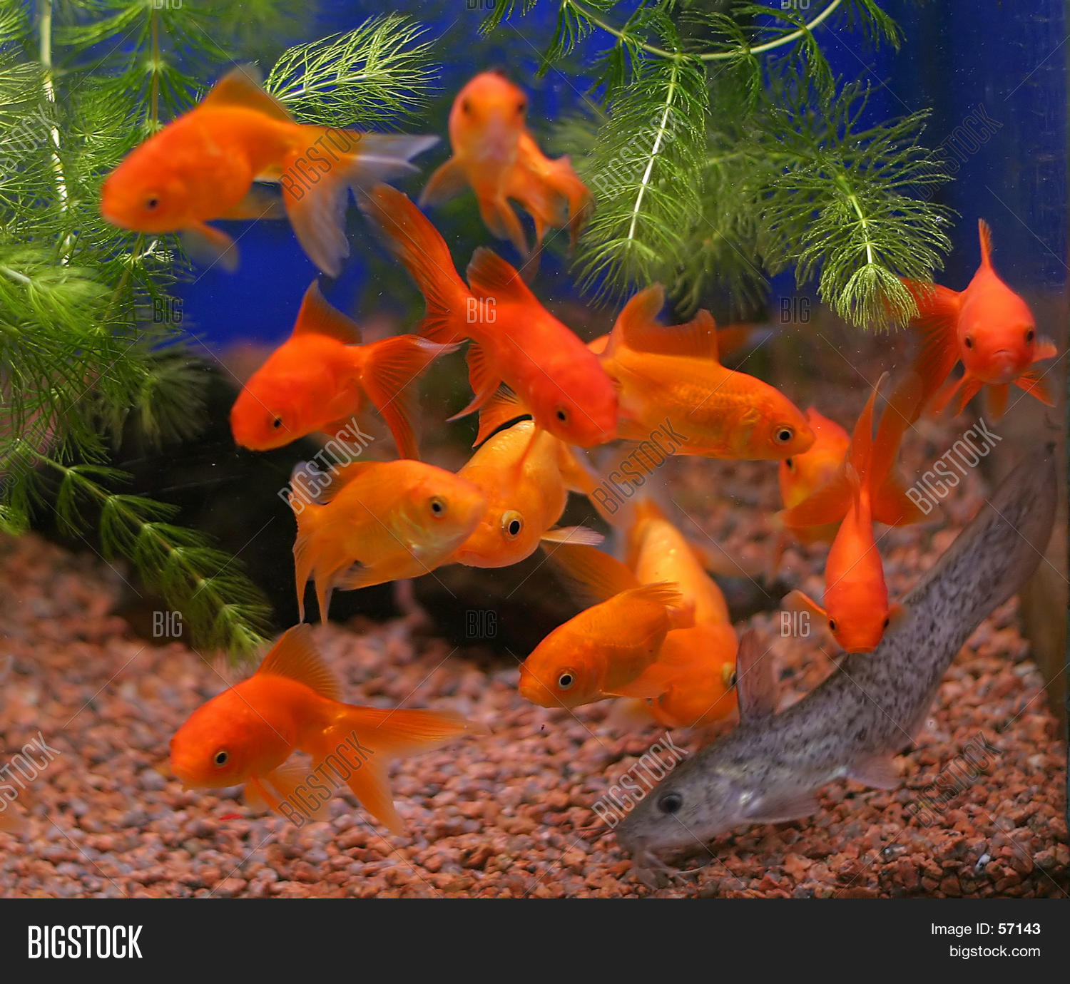 Goldfish Image & Photo (Free Trial) | Bigstock