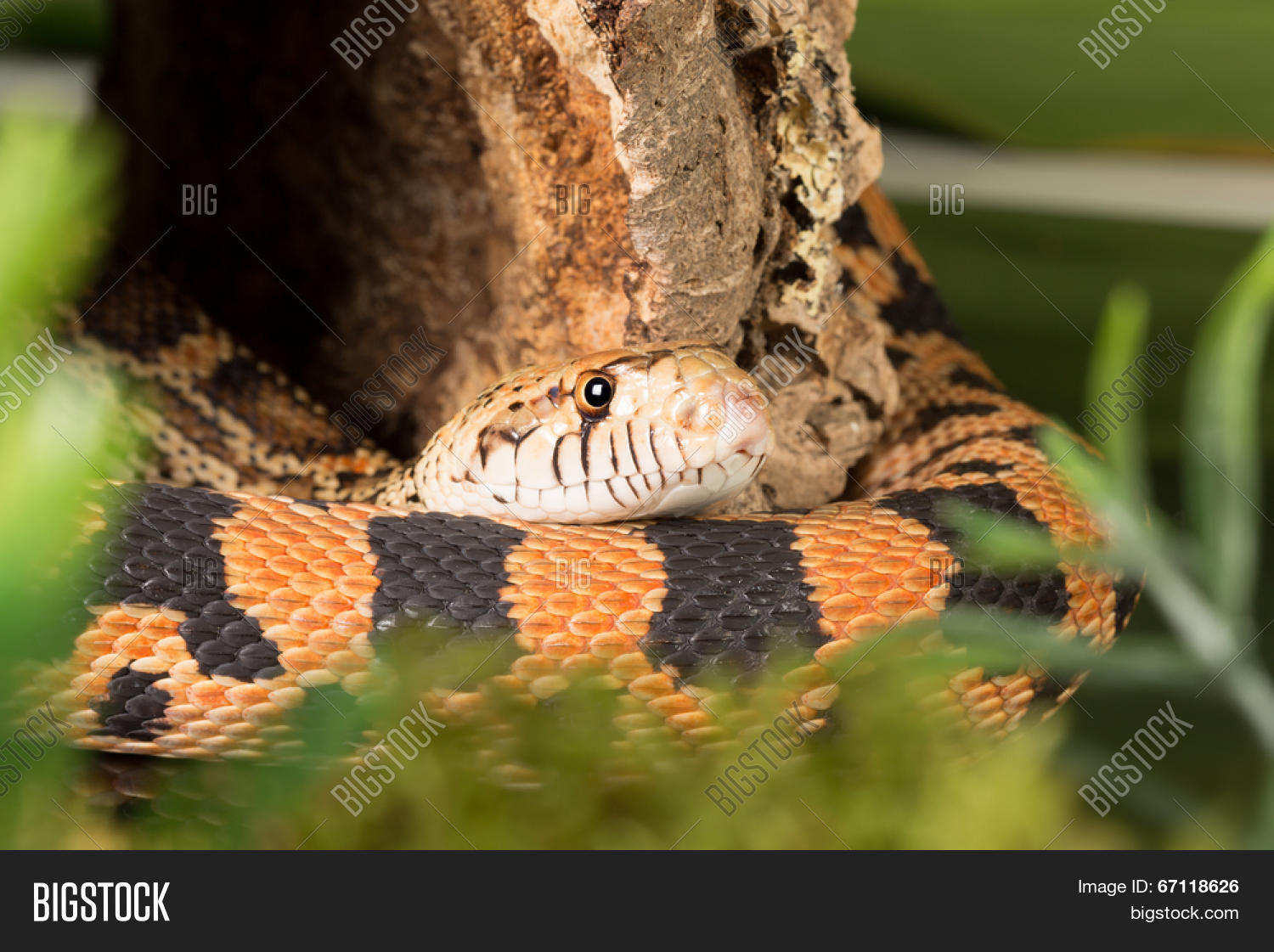 Hidden Bull Snake Image & Photo (Free Trial) | Bigstock