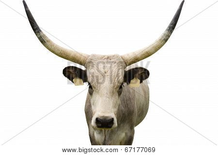 Maverick (animal) Images, Illustrations & Vectors (Free) - Bigstock