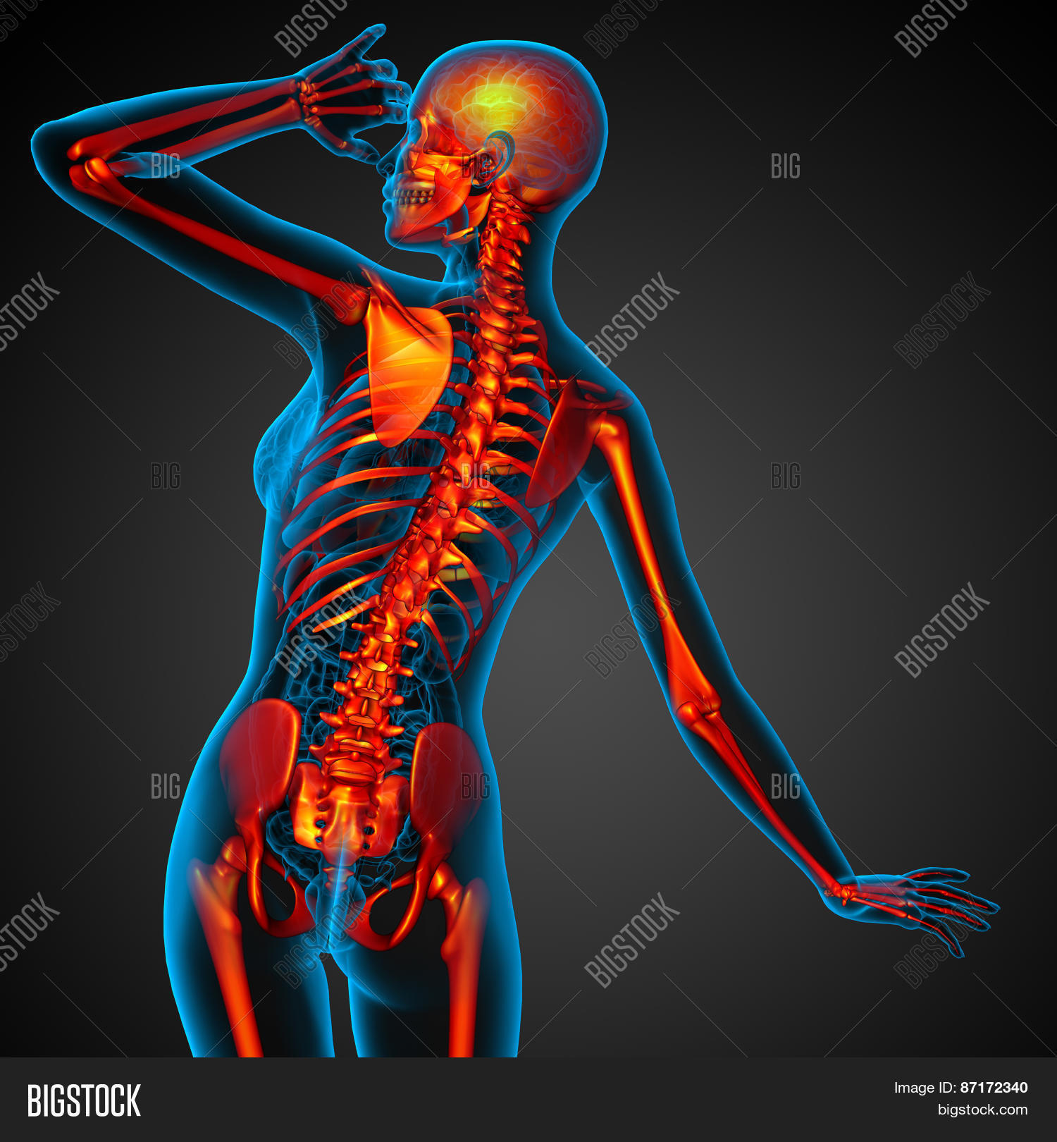 3D Medical Image & Photo (Free Trial) | Bigstock