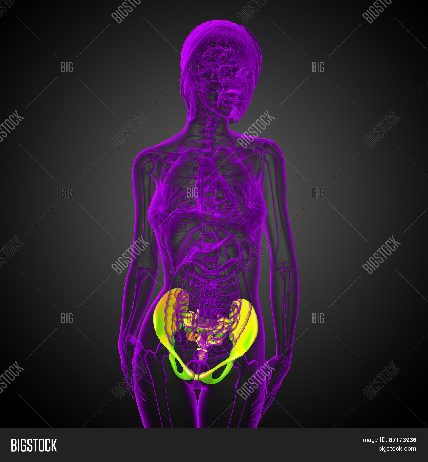 3D Medical Image & Photo (Free Trial) | Bigstock