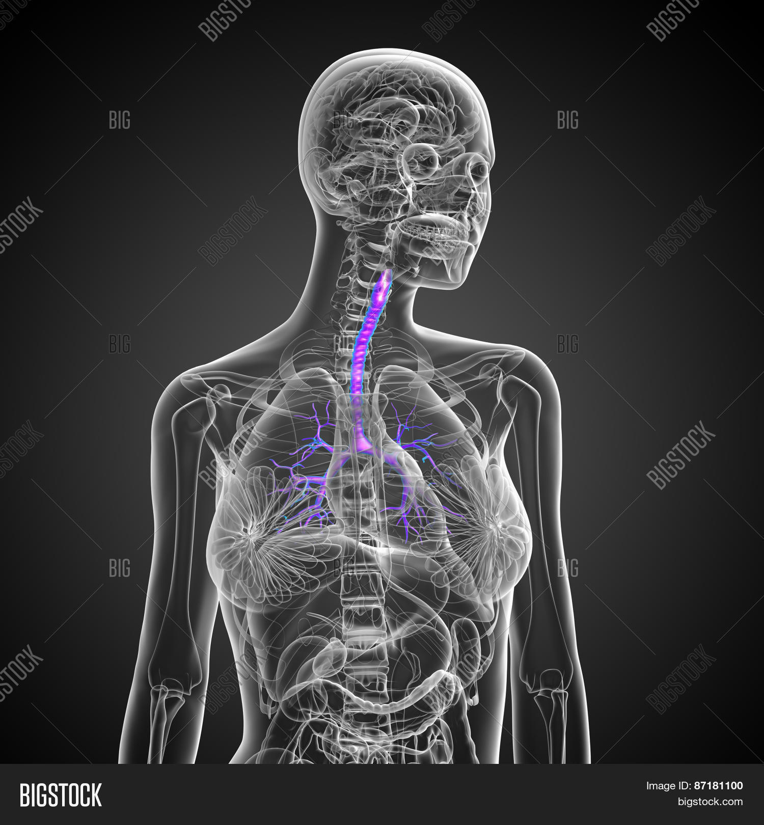 3D Medical Image & Photo (Free Trial) | Bigstock