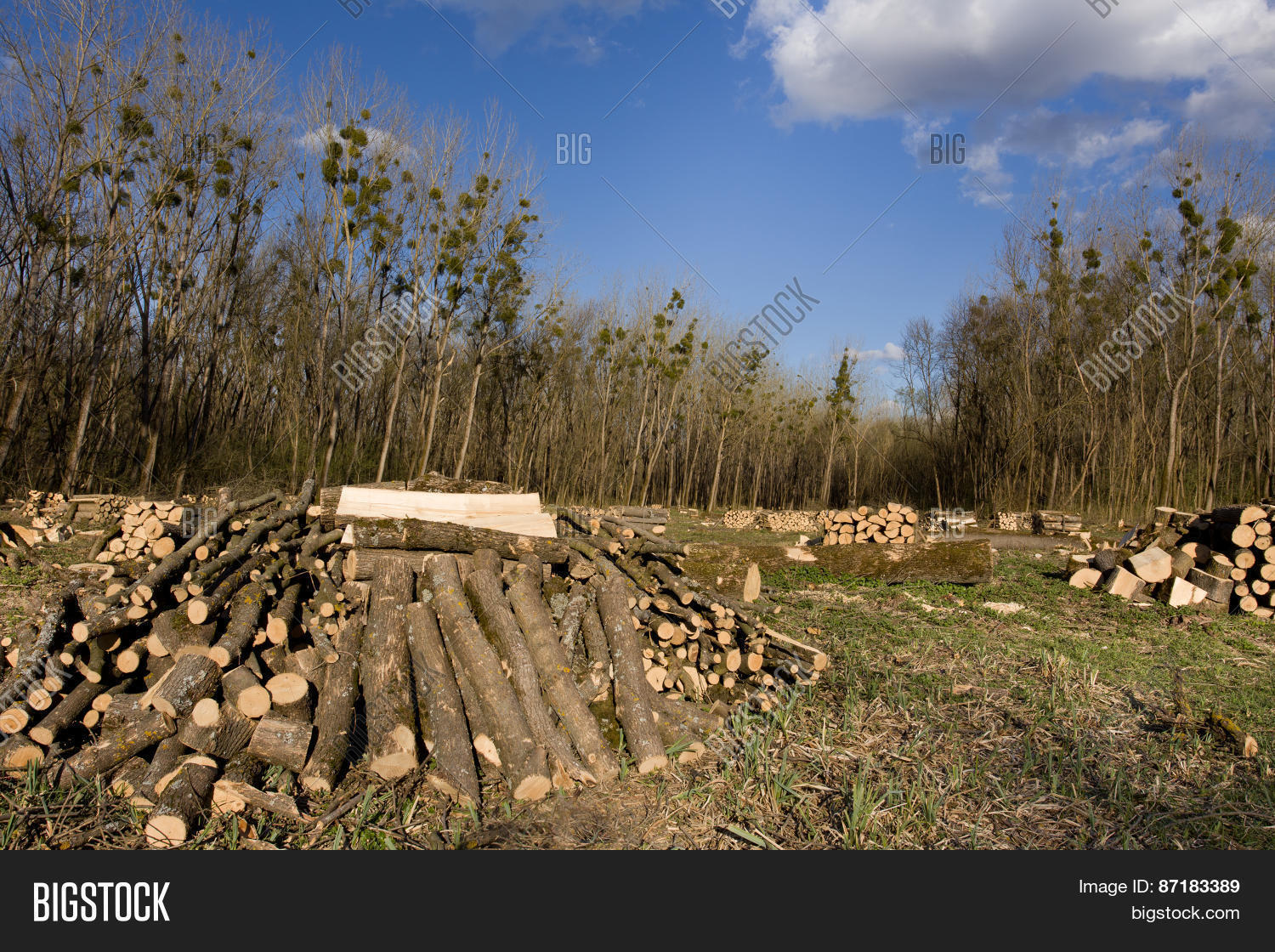 Cut Trunks On Meadow Image & Photo (Free Trial) | Bigstock