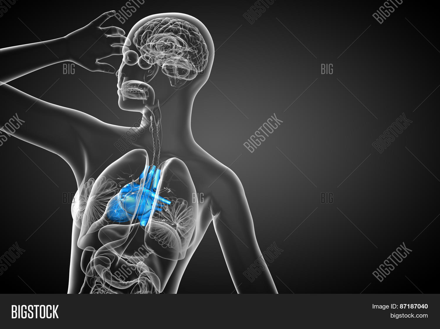 3D Rendered Medical Image & Photo (Free Trial) | Bigstock