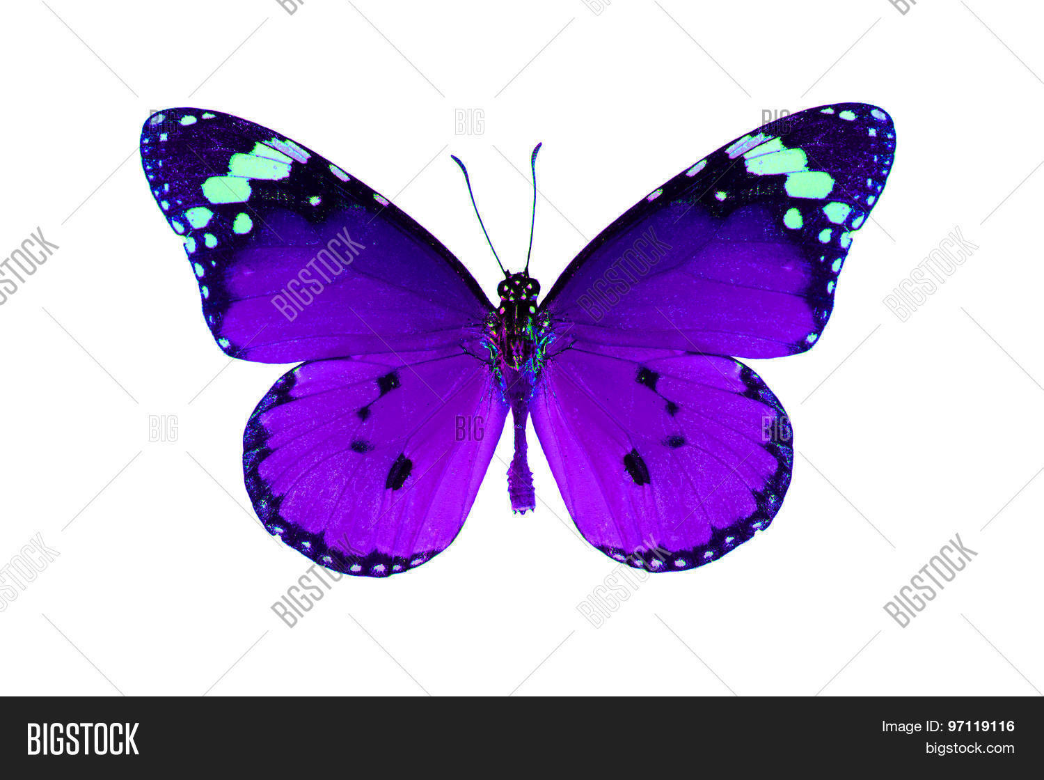 Plain Tiger Butterfly Image & Photo (Free Trial) | Bigstock