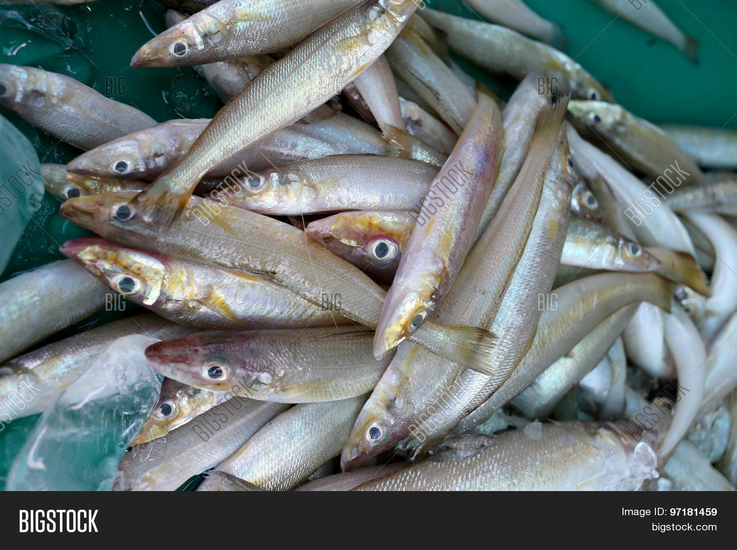 Pile Silver Sillago Image & Photo (Free Trial) | Bigstock