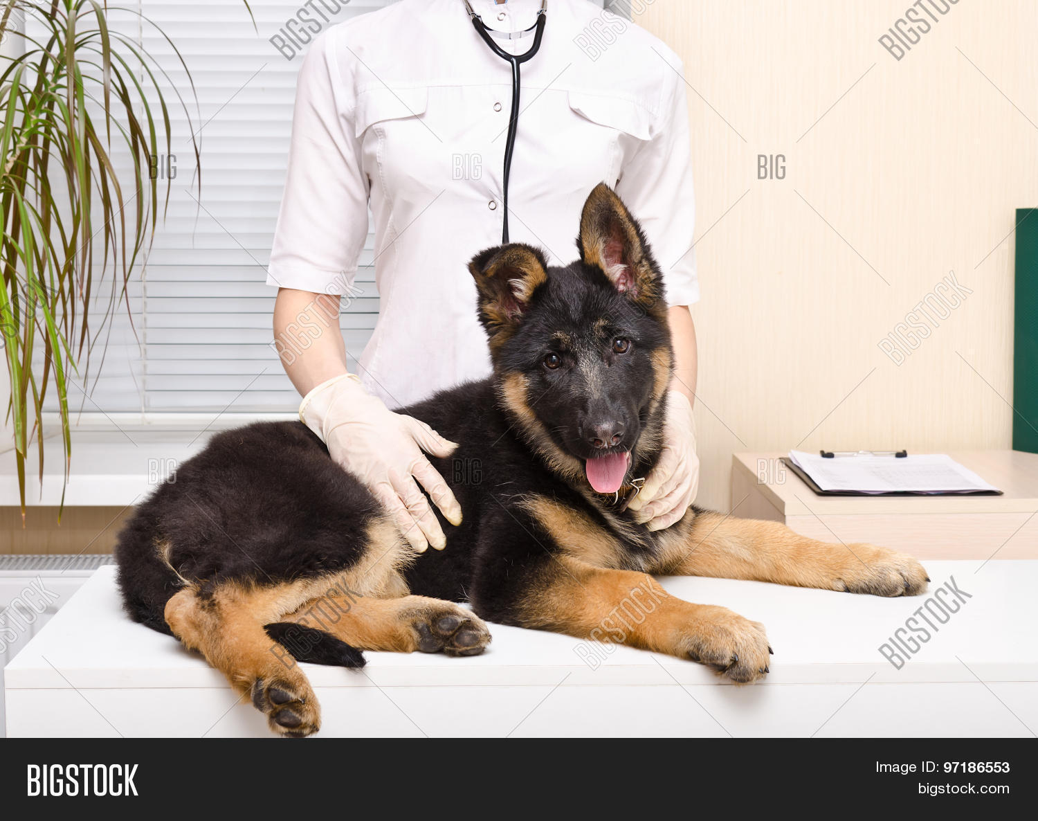 German Shepherd Puppy Image & Photo (Free Trial) | Bigstock